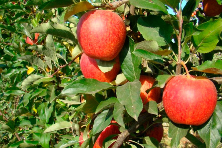 ASOEX y Corfo desarrollan con éxito proyecto para productores de frutas ...