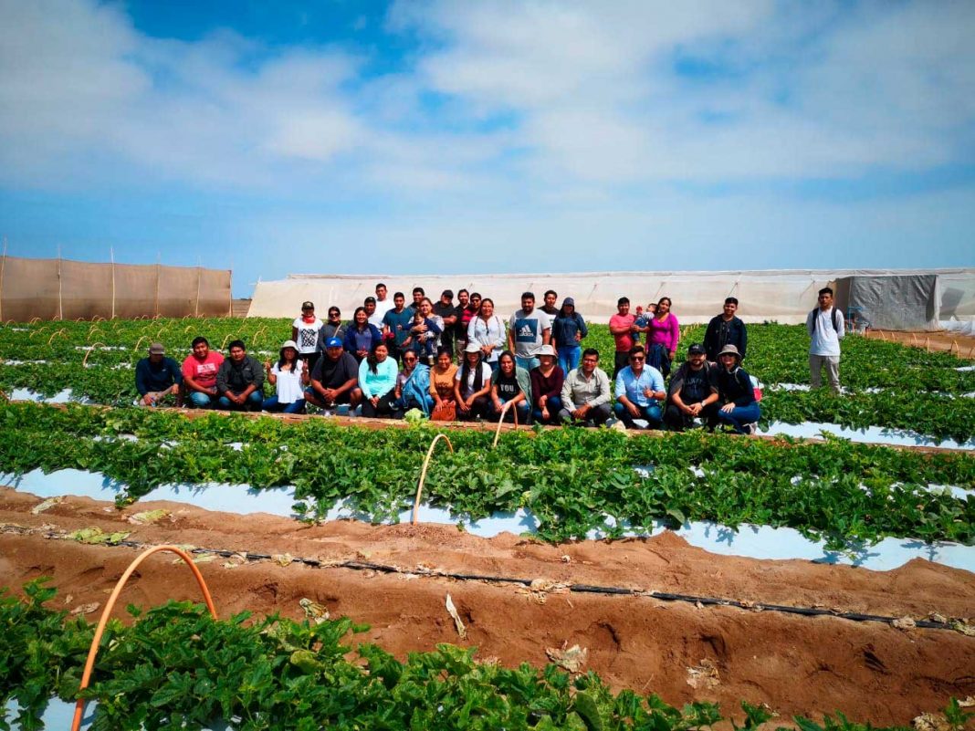 Jóvenes ariqueños apuestan por la agricultura y reciben más de 10 ...