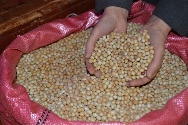 Proyecto permite avanzar hacia nueva variedad mejorada de poroto ...