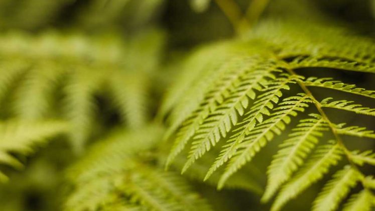 Bosque esclerófilo de Parque Tricao: una rareza sureña en el centro de ...