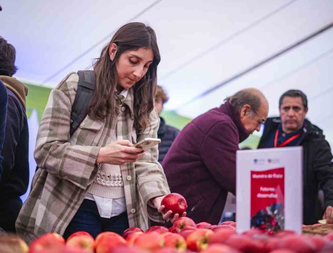 Chile fortalece liderazgo frutícola: manzana chilena se consolida en ...