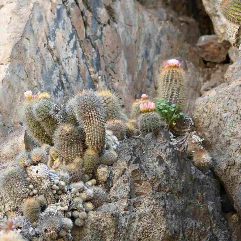 El chilenito: cactus endémico que solo vive en 10 km de la costa ...