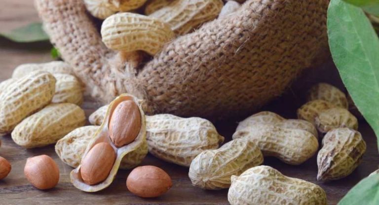 Maní sin alérgenos abre nuevas oportunidades para Chile - Portal Agro Chile