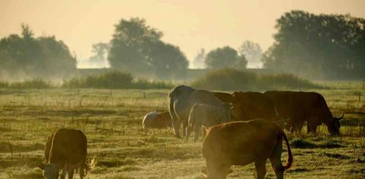 Noticias Ganadería - Portal Agro Chile